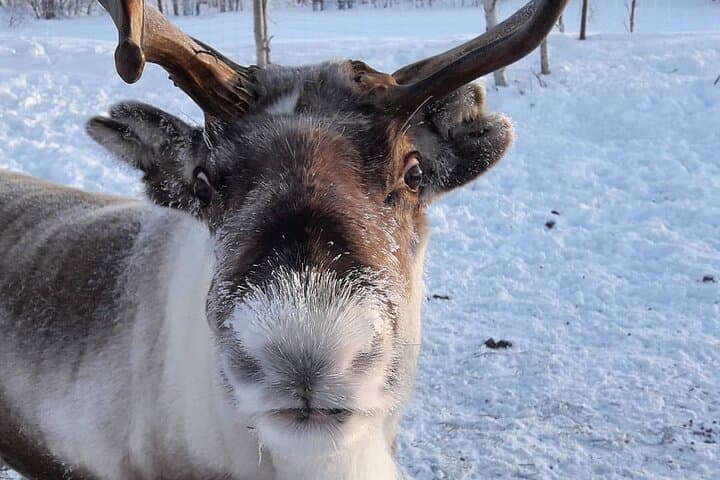 From Ivalo: Ice Fishing Safari to Lake Inari, reindeers & lunch from ...