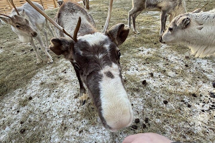 Husky Ride, Reindeer Ride and Ice Fishing One Day Experience from $496. ...